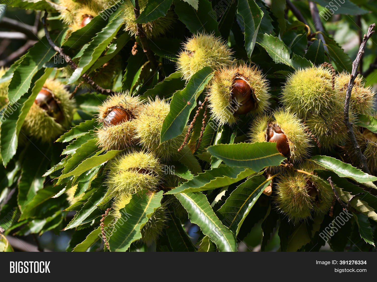 Chestnuts Hedgehogs Image & Photo (Free Trial) | Bigstock