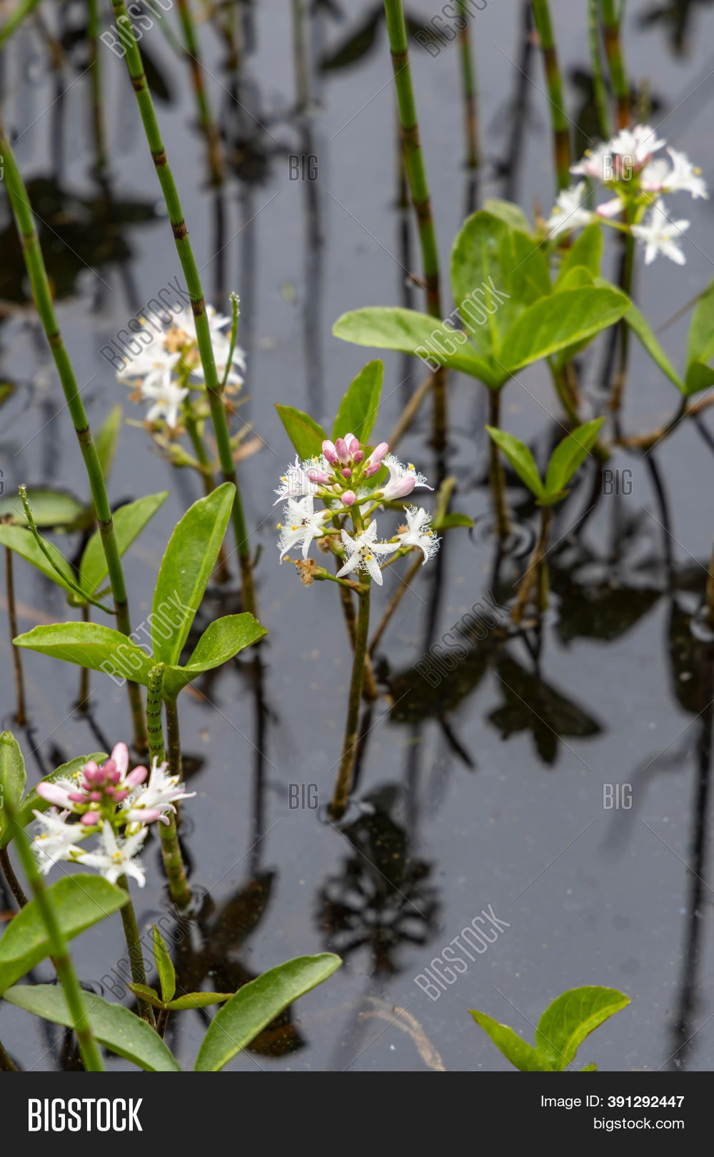 Menyanthes Trifoliata Image & Photo (Free Trial) | Bigstock