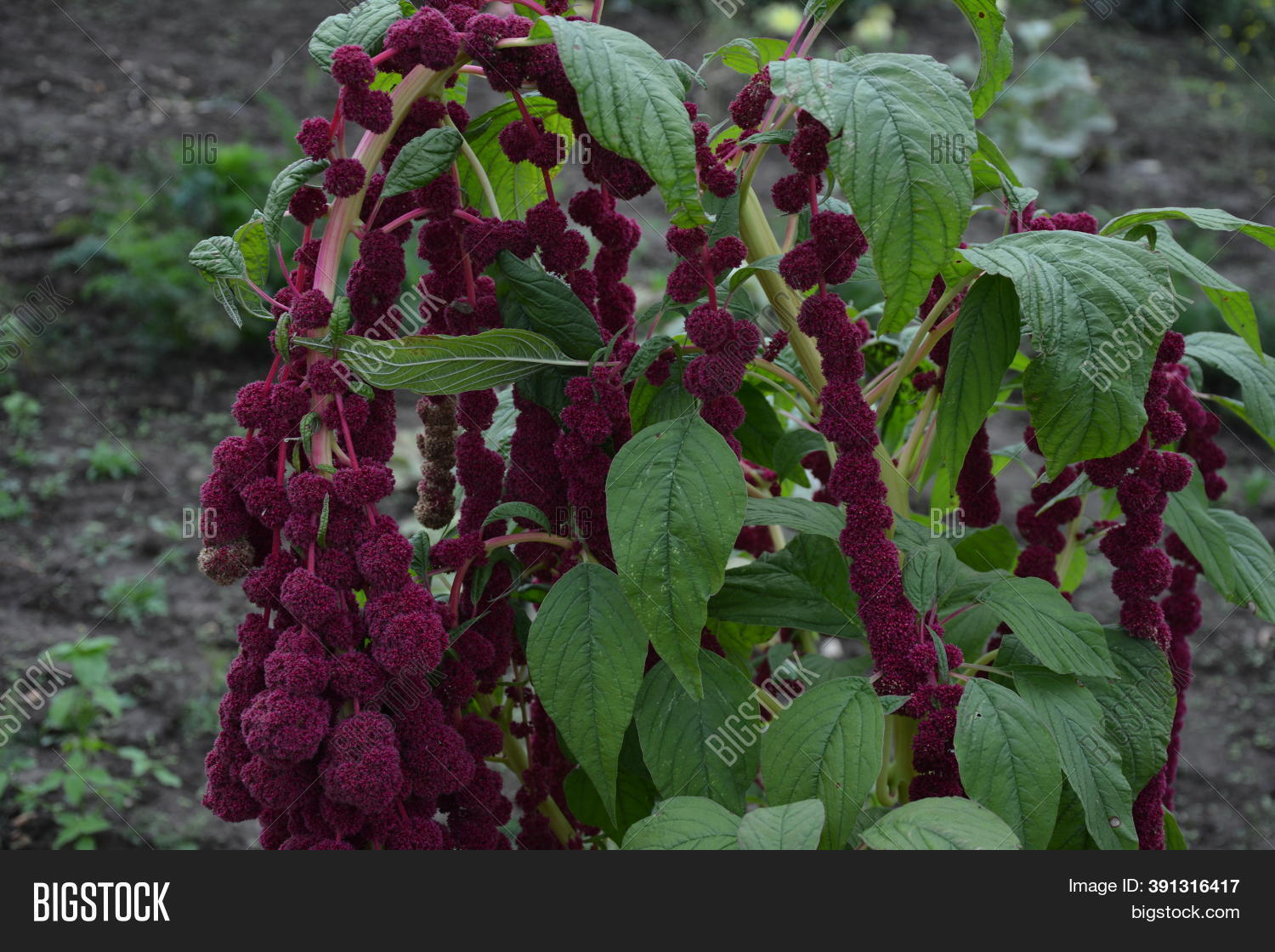Amaranth Cultivated Image & Photo (Free Trial) | Bigstock