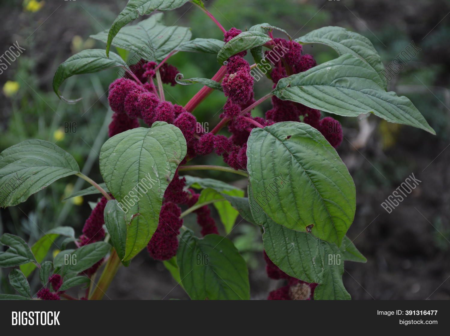 Amaranth Cultivated Image & Photo (Free Trial) | Bigstock
