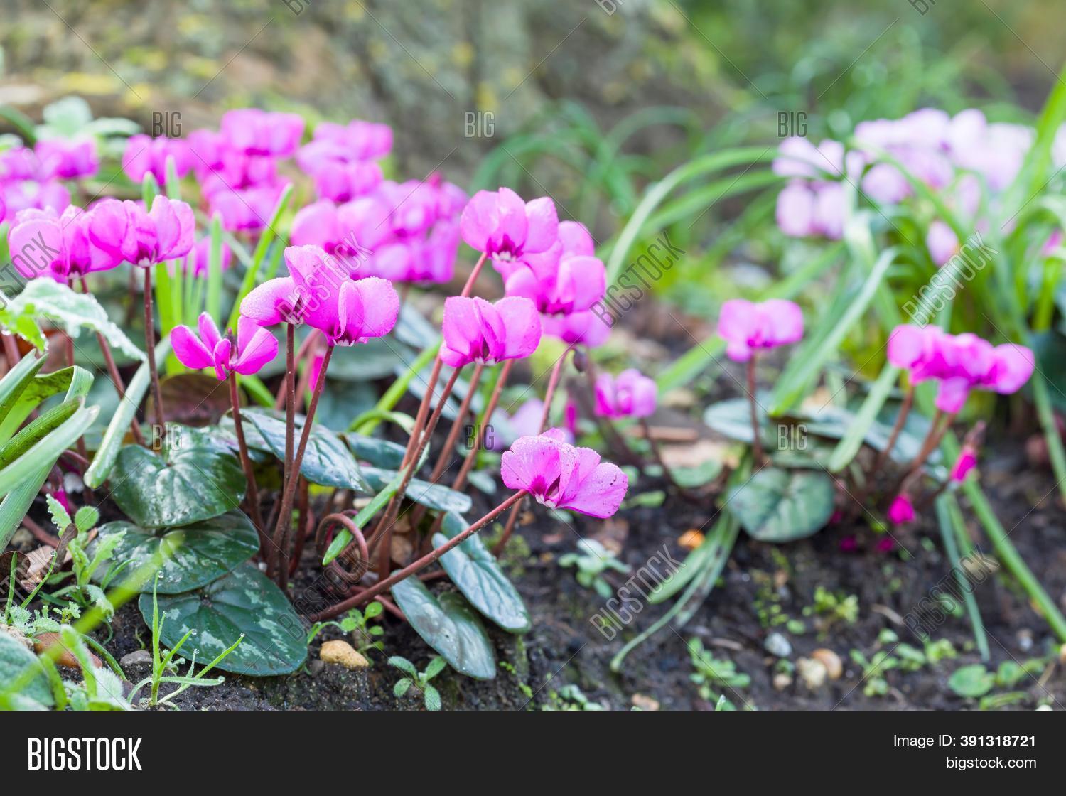 Cyclamen Coum, Closeup Image & Photo (Free Trial) | Bigstock
