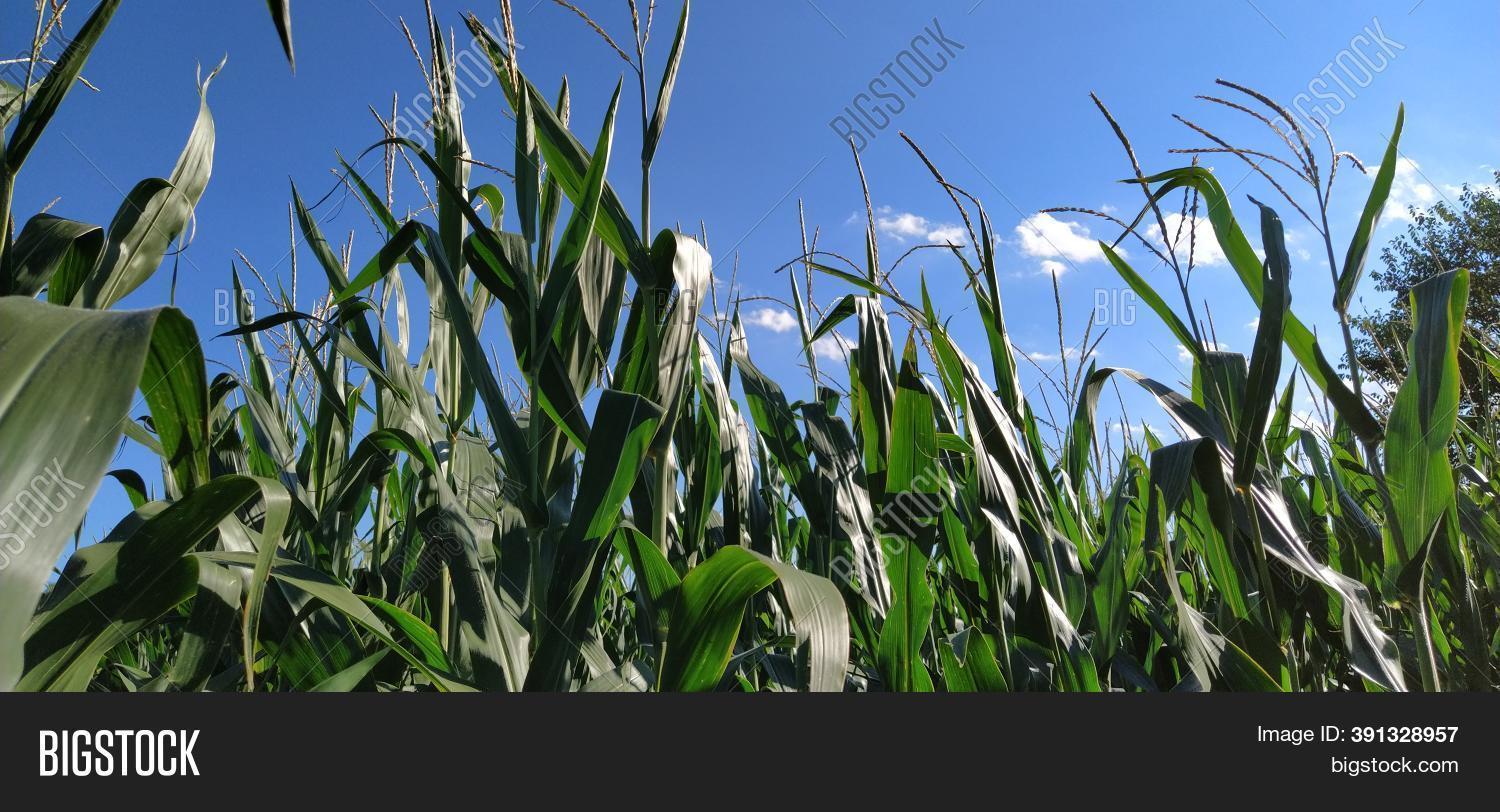 Corn On Stalk Field. Image & Photo (Free Trial) | Bigstock
