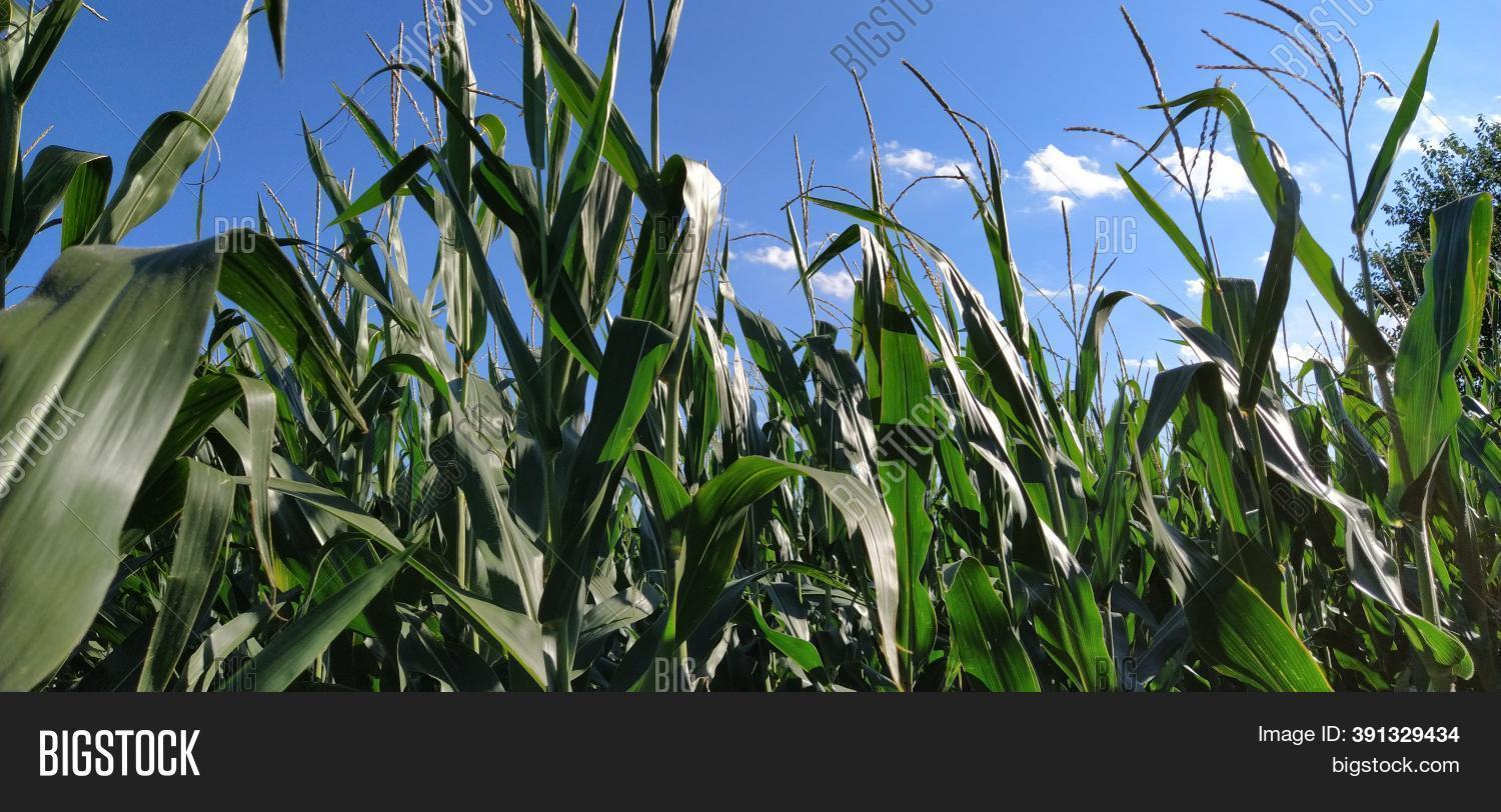 Corn On Stalk Field. Image & Photo (Free Trial) | Bigstock
