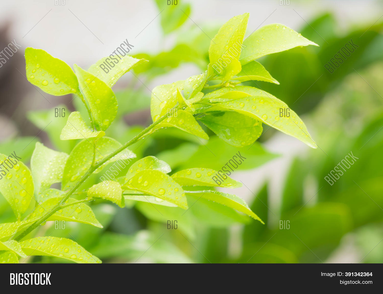 Murraya Paniculata Image & Photo (Free Trial) | Bigstock