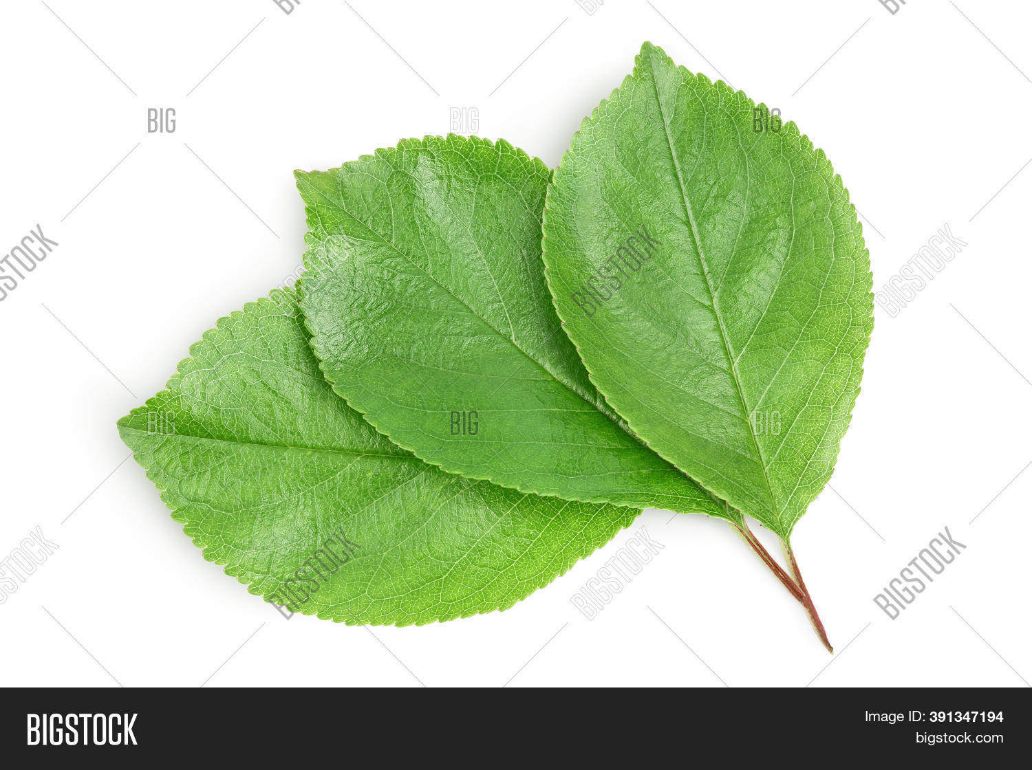 Cherry Leaf Isolated Image & Photo (Free Trial) | Bigstock