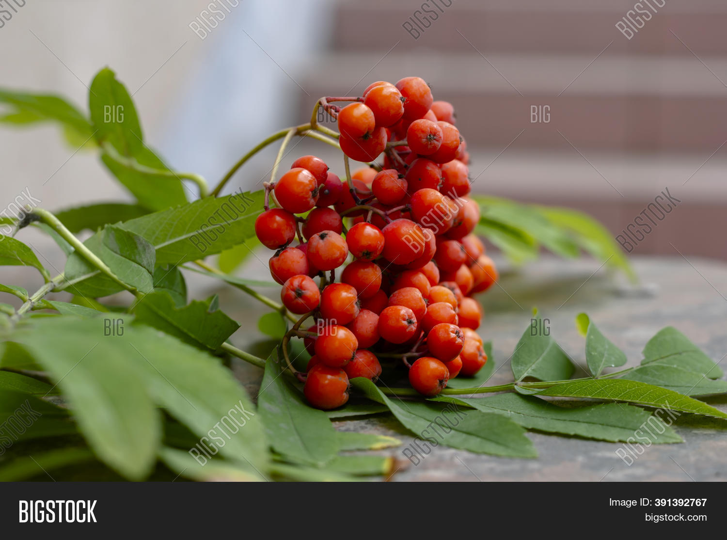 Tear Off Branch Ripe Image & Photo (Free Trial) | Bigstock