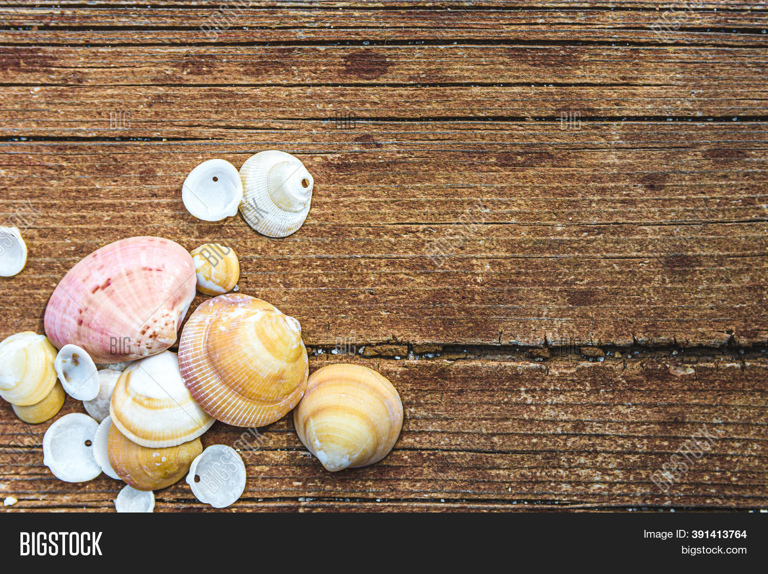 Group Clam Shells Image & Photo (Free Trial) | Bigstock