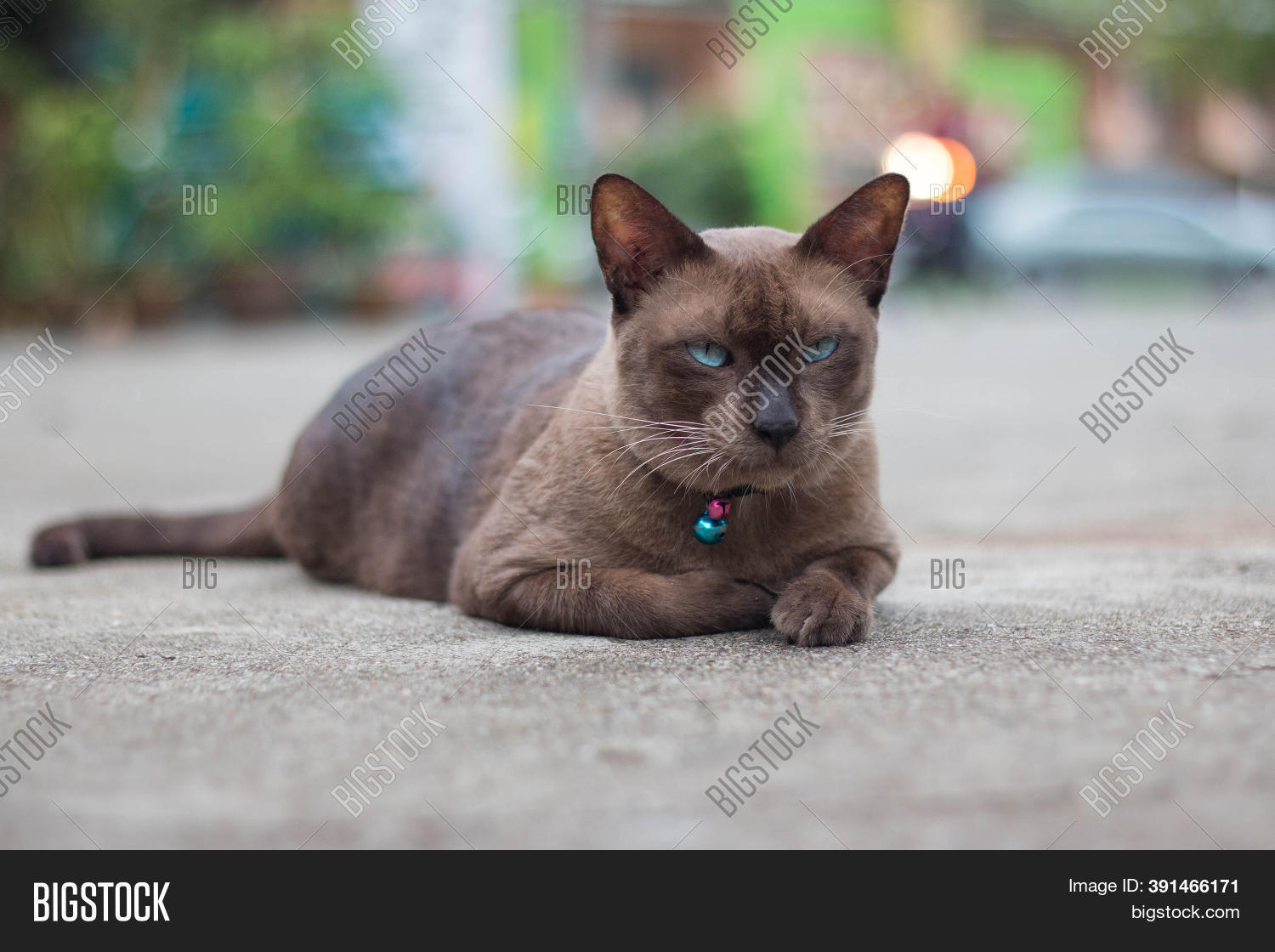 Siamese Cat Bell Image & Photo (Free Trial) | Bigstock
