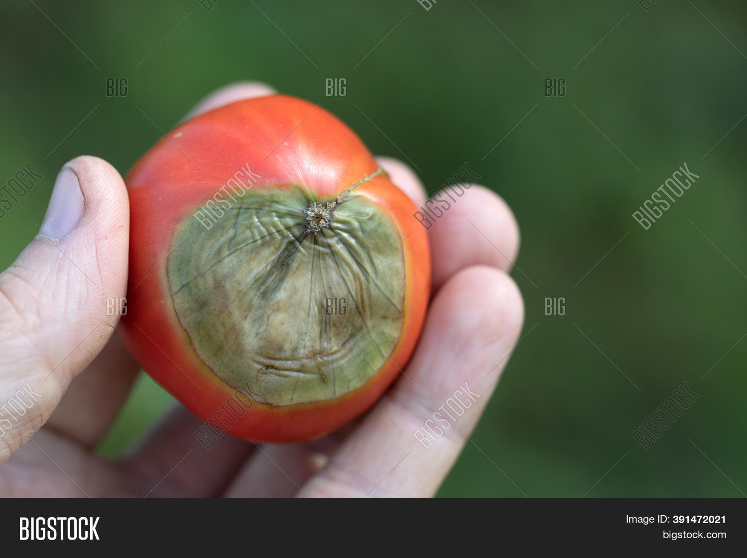 Ripe Red Tomato Image & Photo (Free Trial) | Bigstock