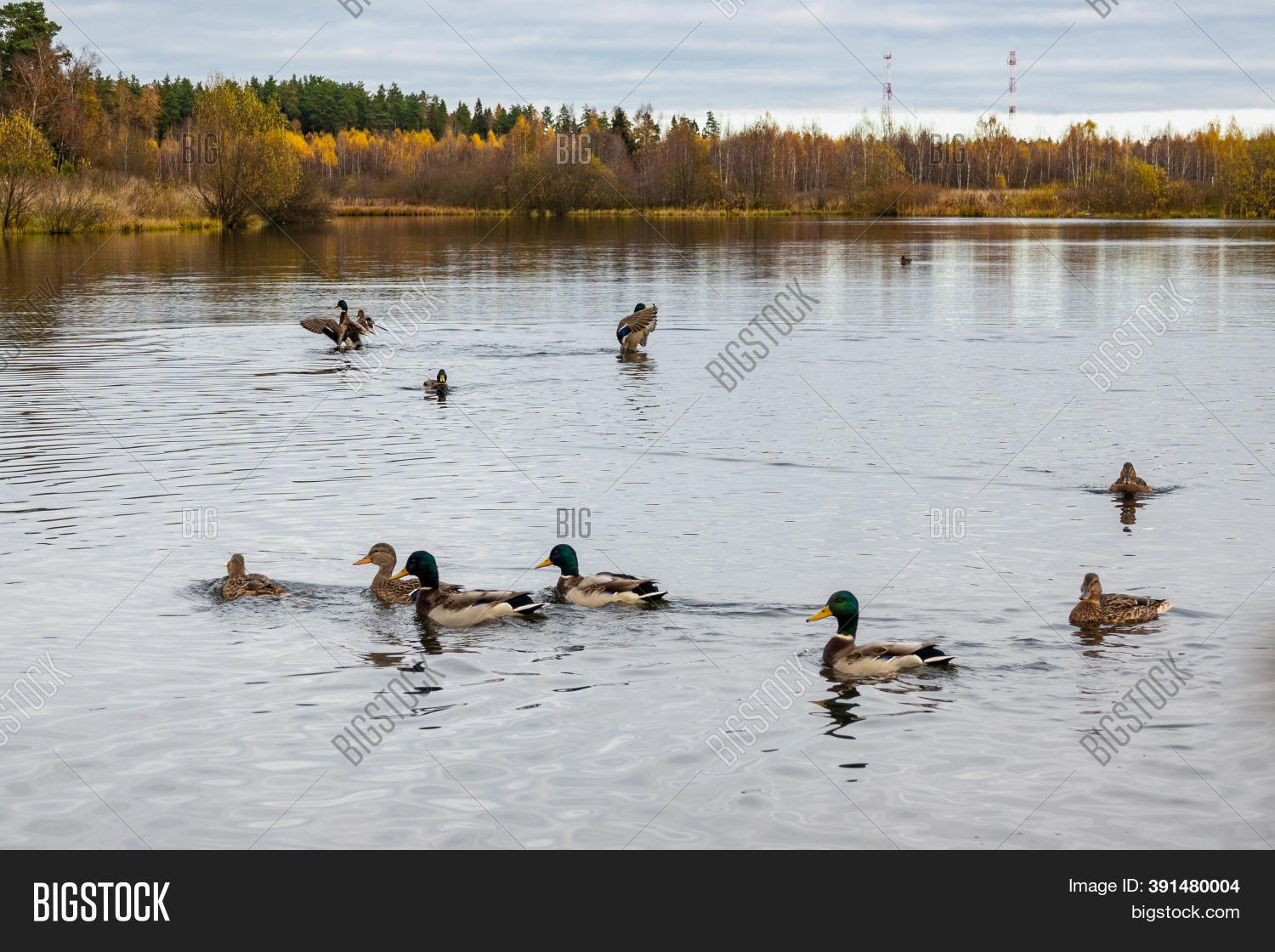 Ducks Swimming Pond Image & Photo (Free Trial) | Bigstock