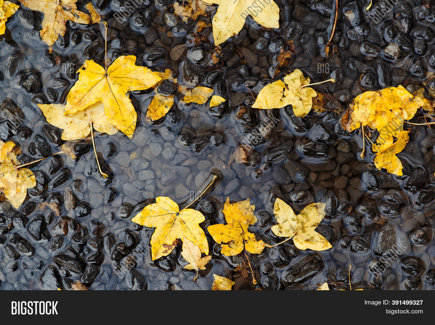 Autumn Leaves Puddle. Image & Photo (Free Trial) | Bigstock
