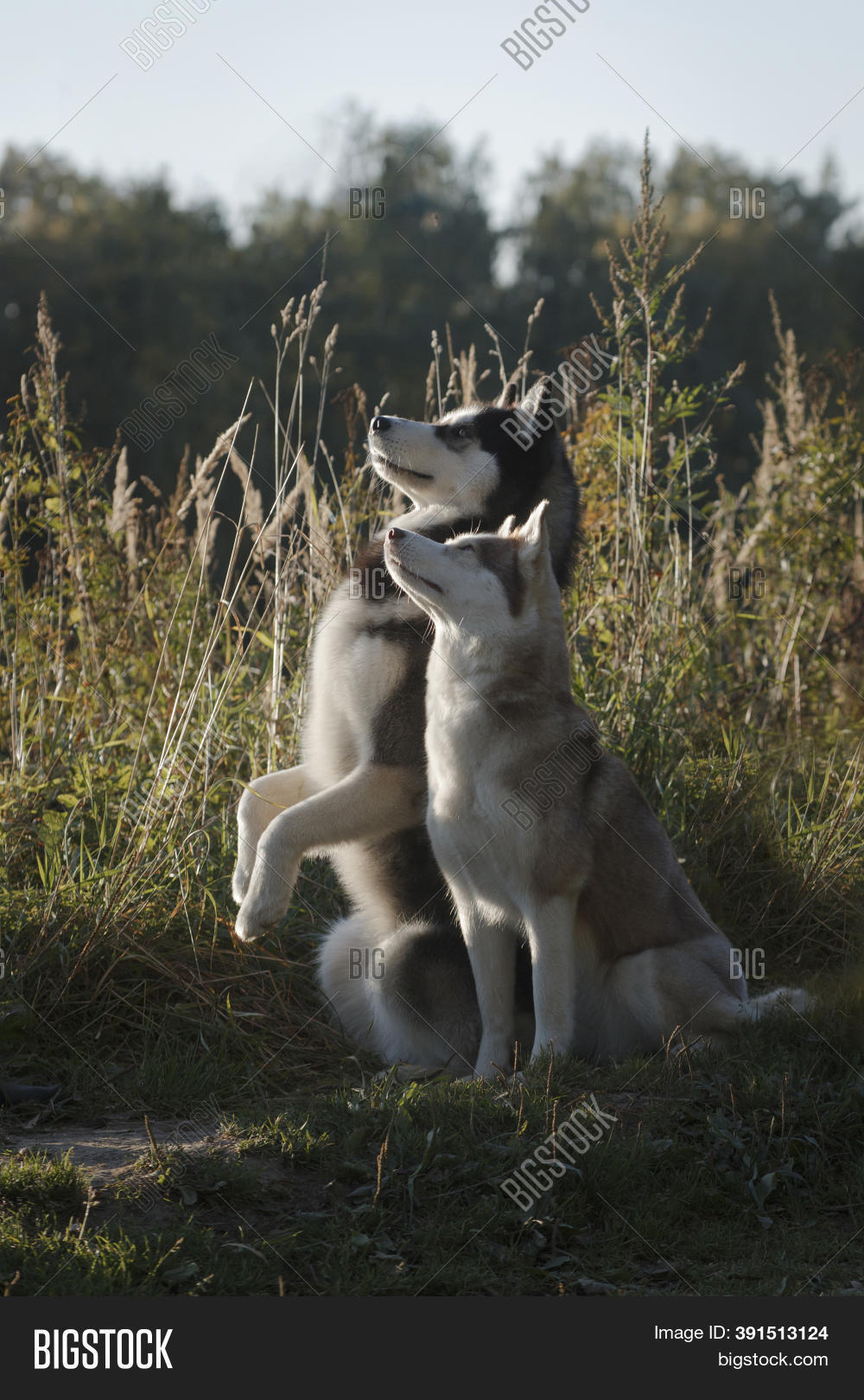 Are Huskies Obedient