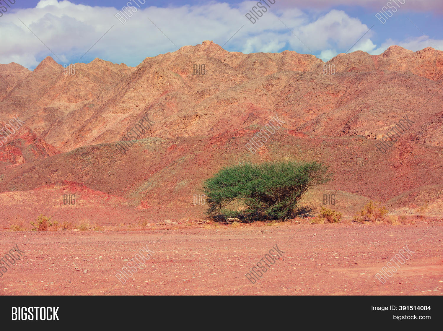 Desert Landscape Tree Image & Photo (Free Trial) | Bigstock