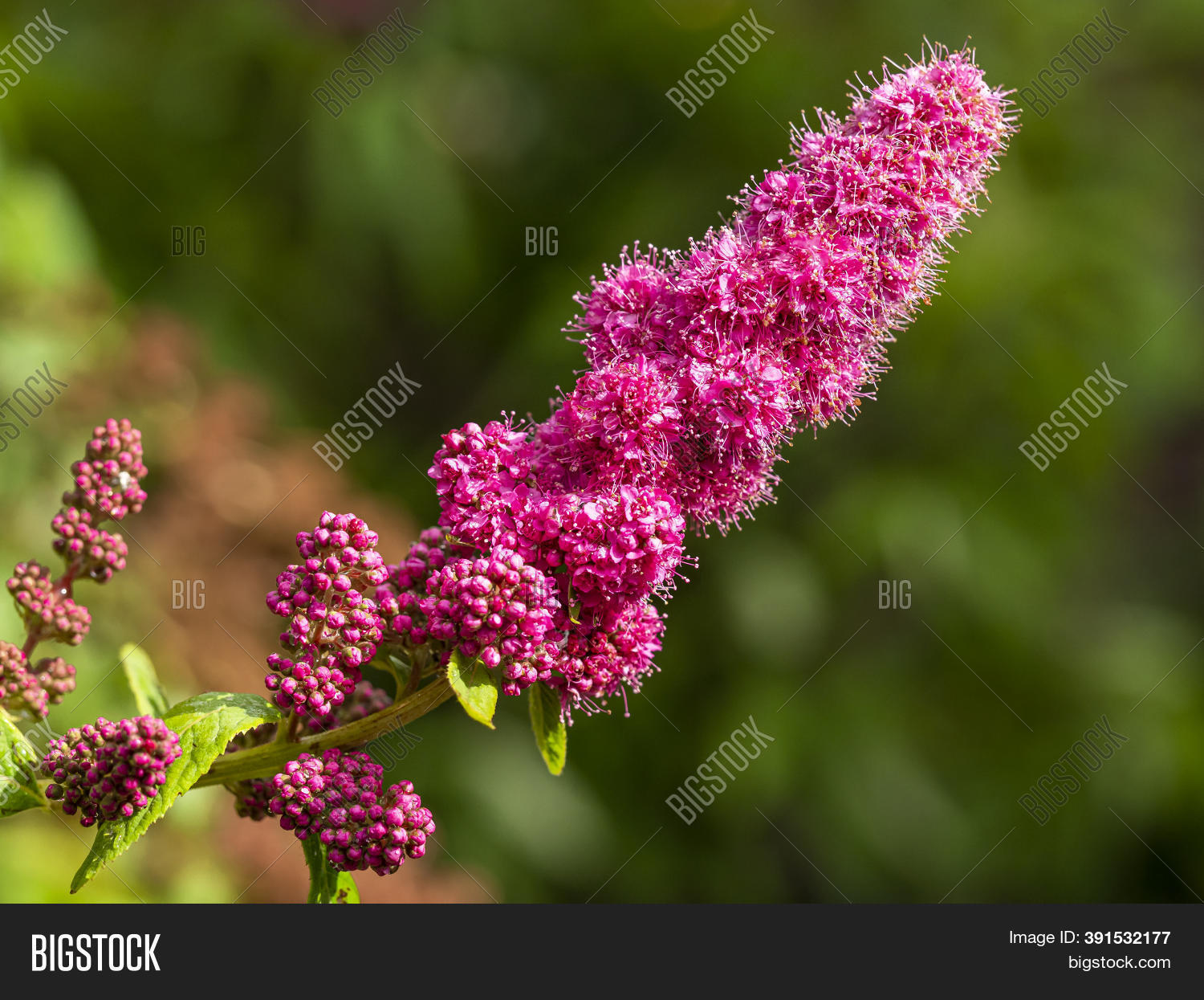 Pink Flower Spike Rose Image & Photo (Free Trial) | Bigstock