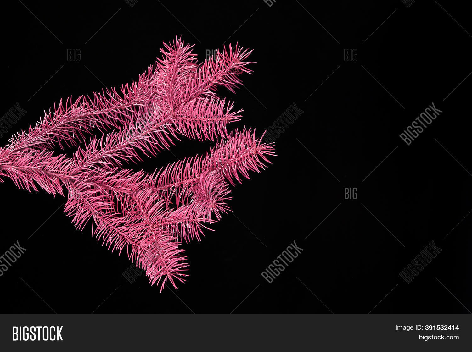 Pink Fir Branch Image & Photo (Free Trial) | Bigstock