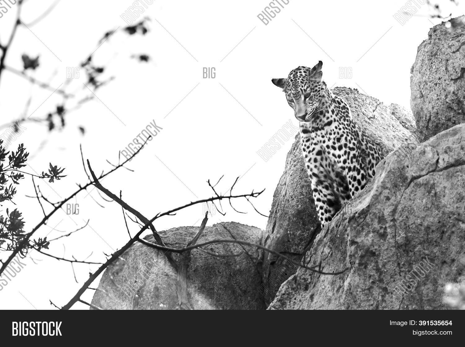 Leopard Watching Image & Photo (Free Trial) | Bigstock
