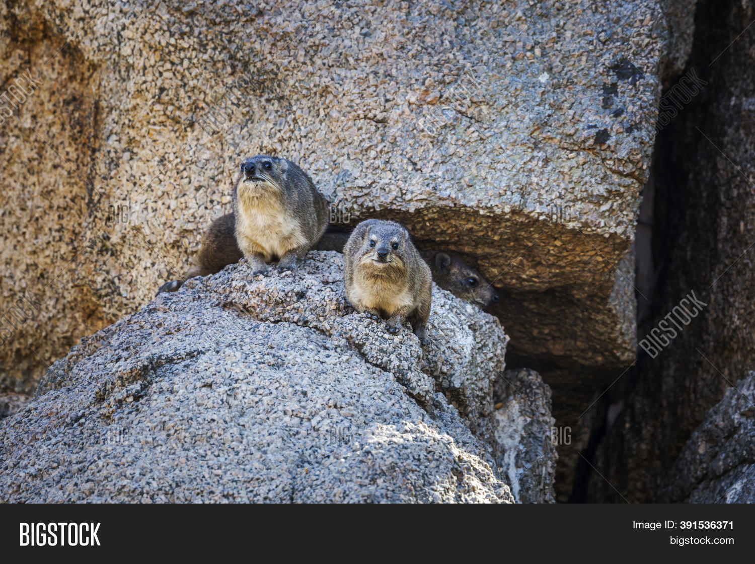 Three Rock Hyrax Image & Photo (Free Trial) | Bigstock