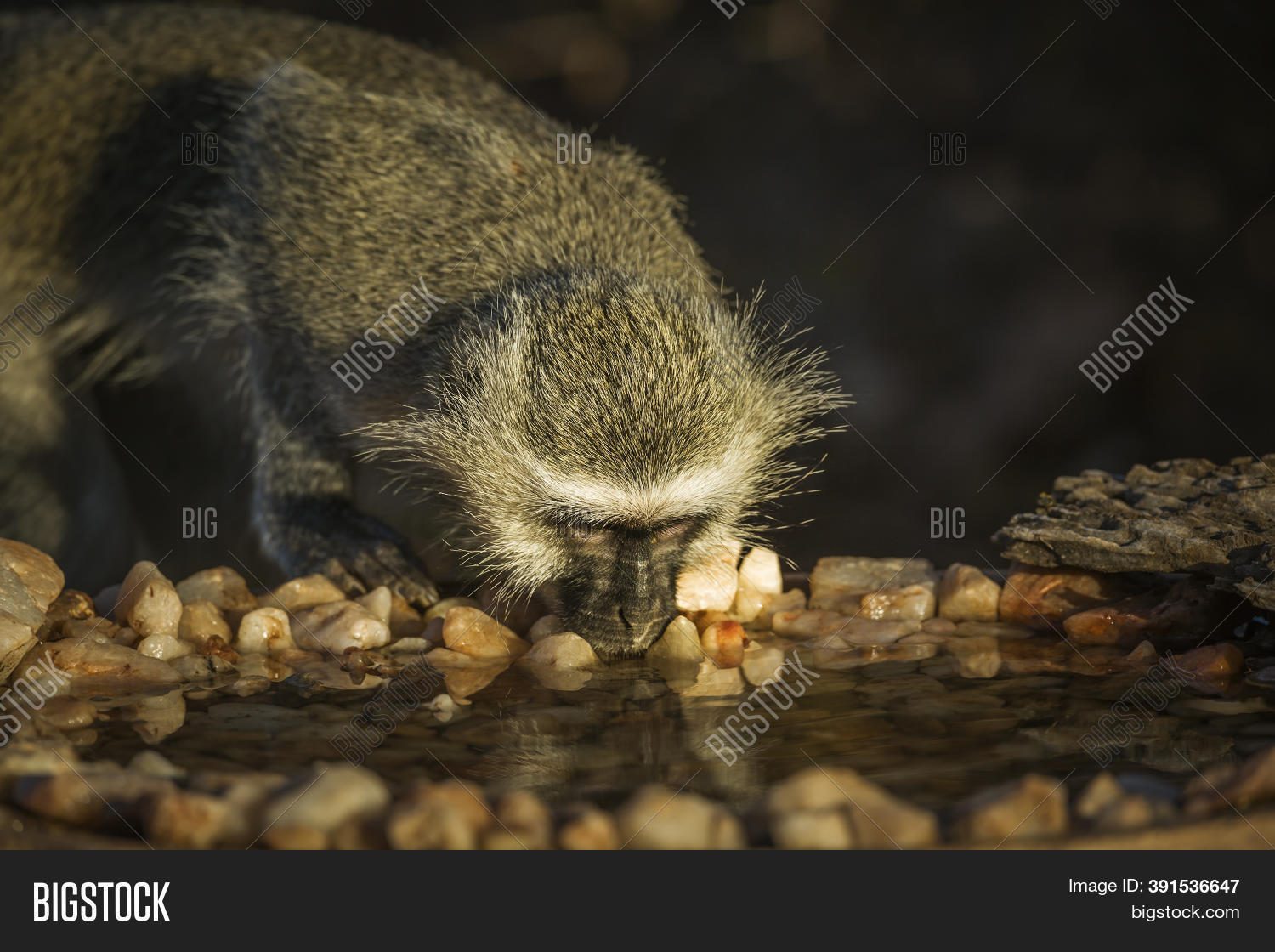 Vervet Monkey Drinking Image & Photo (Free Trial) | Bigstock