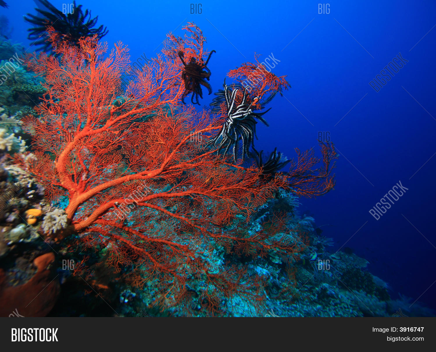 Indonesian Coral Reef Image & Photo (Free Trial) | Bigstock