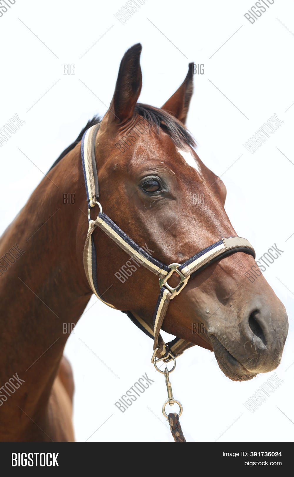 Side View Portrait Image & Photo (Free Trial) | Bigstock