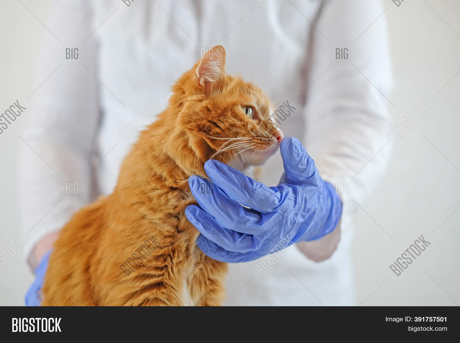 Hands Veterinarian Image & Photo (Free Trial) | Bigstock