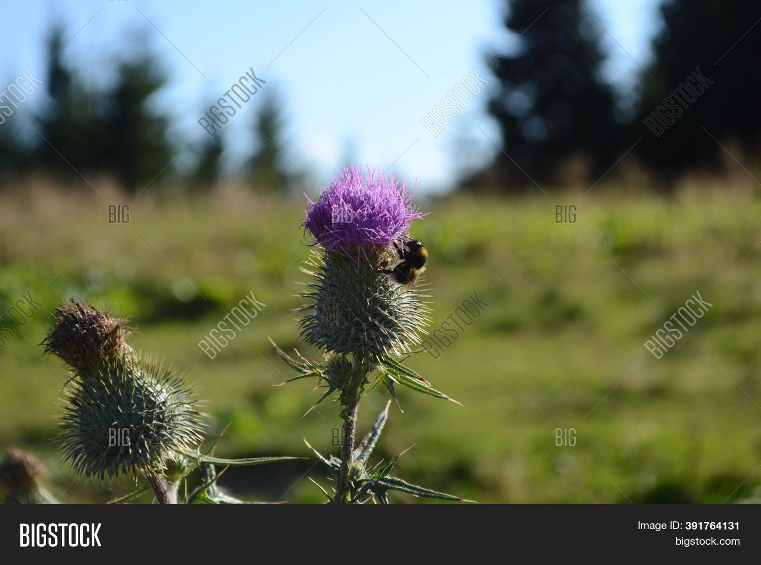 Milk Thistle Plant Image & Photo (Free Trial) | Bigstock