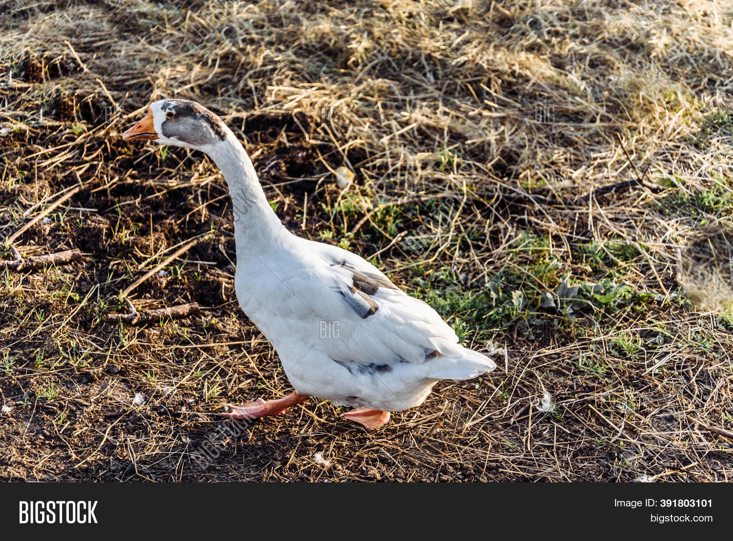 Big Goose Goose Meadow Image & Photo (Free Trial) | Bigstock