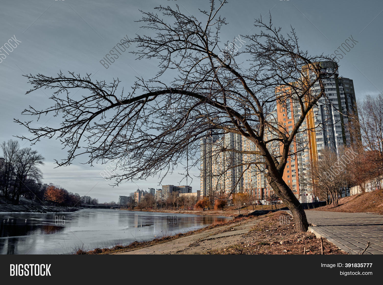 Leafless Tree Leaned Image & Photo (Free Trial) | Bigstock