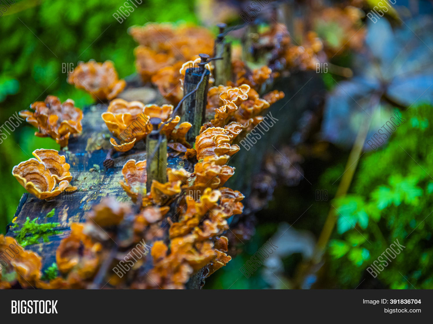 Parasitic Orange Image & Photo (Free Trial) | Bigstock