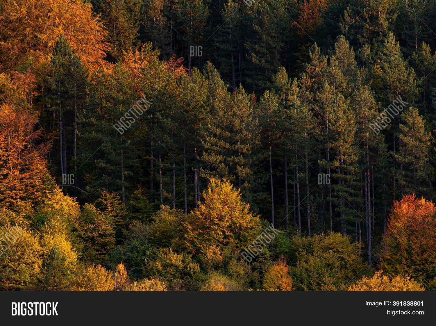 Autumn Colorful Forest Image & Photo (Free Trial) | Bigstock