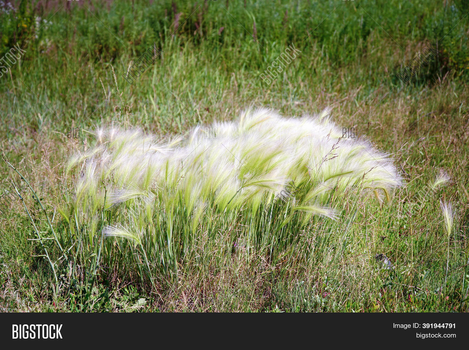 Feather Grass Meadow Image & Photo (Free Trial) | Bigstock