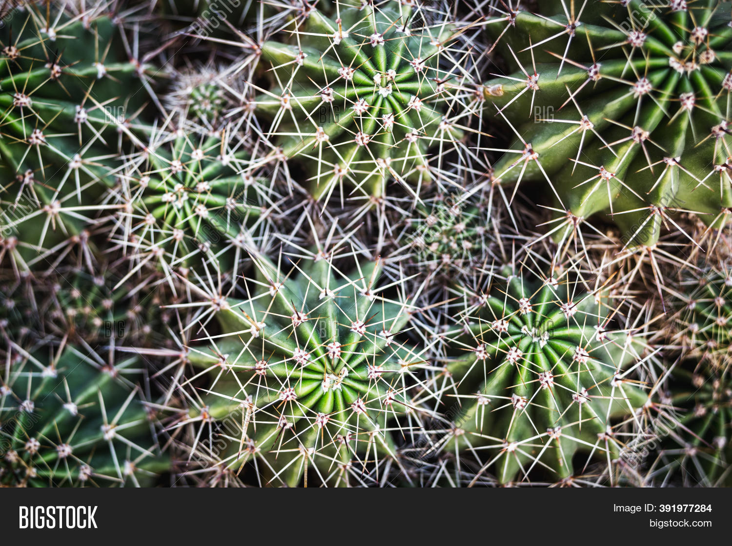 Beautiful Cactus Image & Photo (Free Trial) | Bigstock