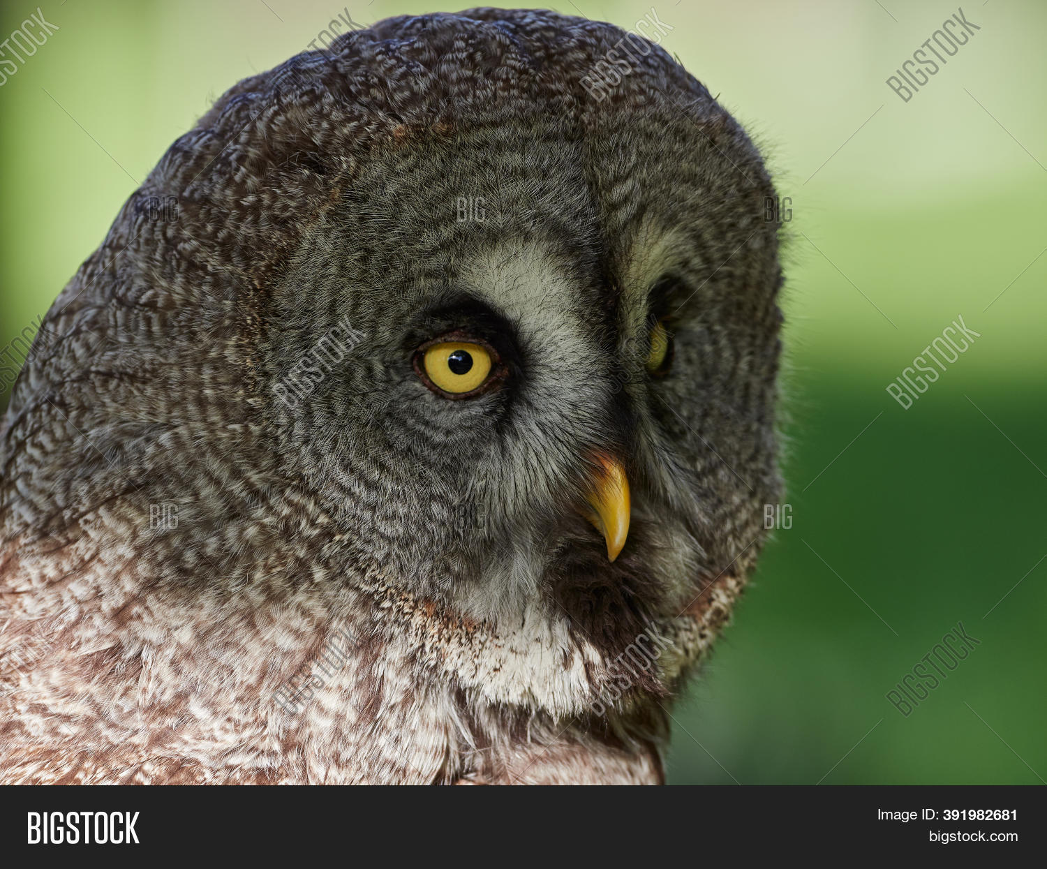 Great Grey Owl Great Image & Photo (Free Trial) | Bigstock