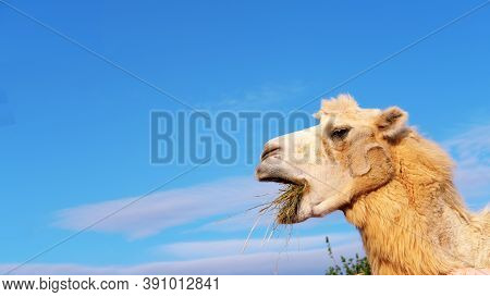 Camel Chews Hay, Dried Image & Photo (Free Trial) | Bigstock