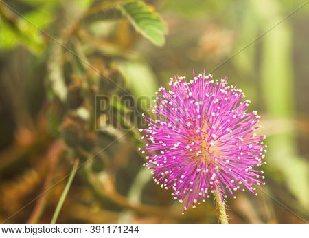 Sensitive Plant Wild Image & Photo (Free Trial) | Bigstock
