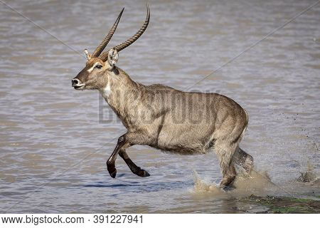 Male Waterbuck Large Image & Photo (Free Trial) | Bigstock