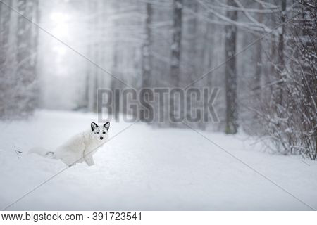 White Fluffy Fox Snow Image & Photo (Free Trial) | Bigstock