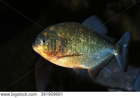 Red Bellied Piranha Image & Photo (Free Trial) | Bigstock