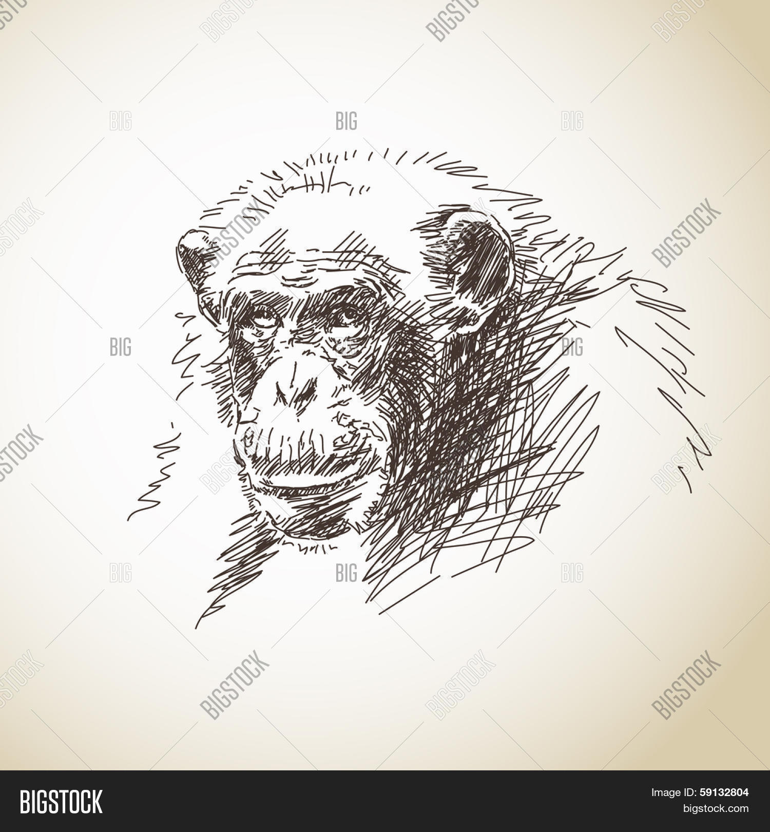 Sketch Chimpanzee Vector & Photo (Free Trial) | Bigstock