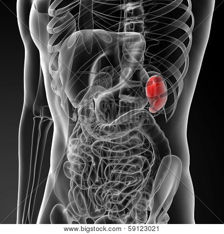 Anatomy Spleen Image & Photo (Free Trial) | Bigstock