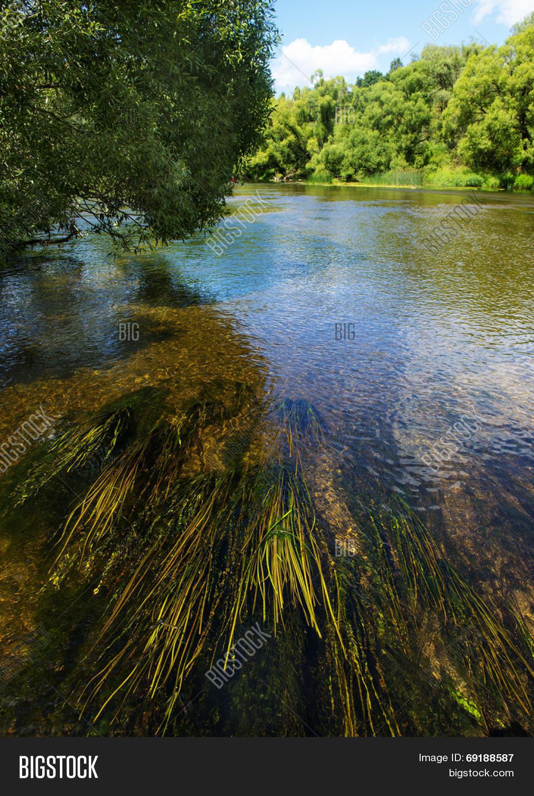 Green Algae Fast Image & Photo (Free Trial) | Bigstock