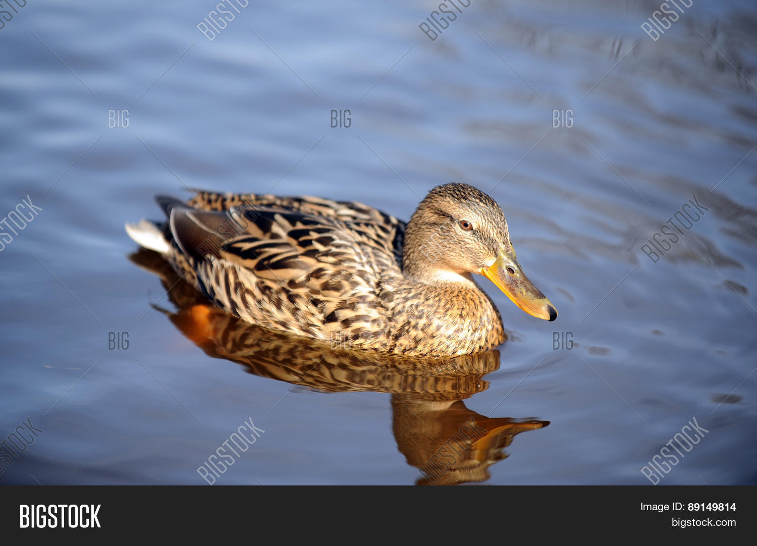 Ducks On Lake Image & Photo (Free Trial) | Bigstock