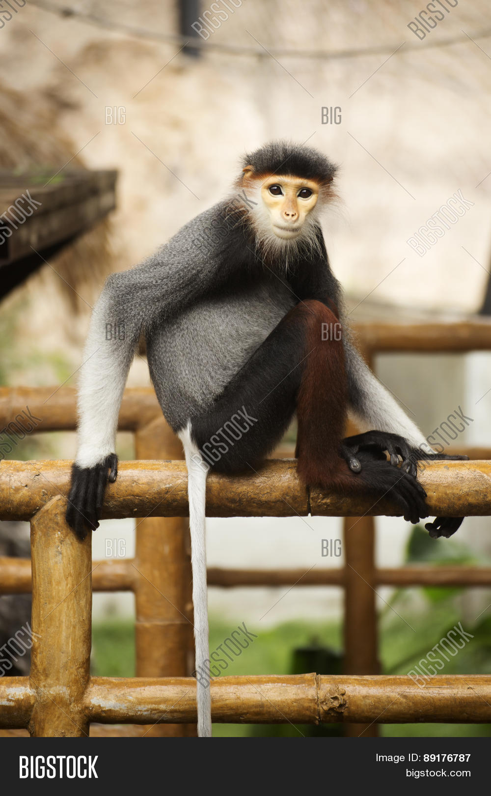 Close Red-shanked Douc Image & Photo (Free Trial) | Bigstock