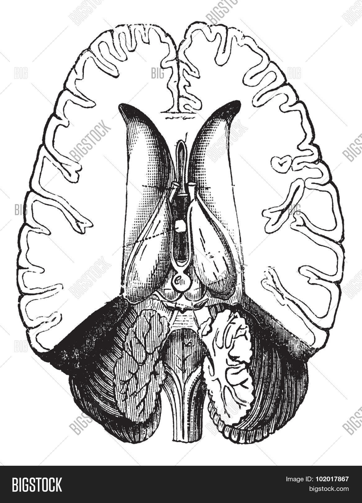 Human Brain Cut Vector & Photo (Free Trial) | Bigstock