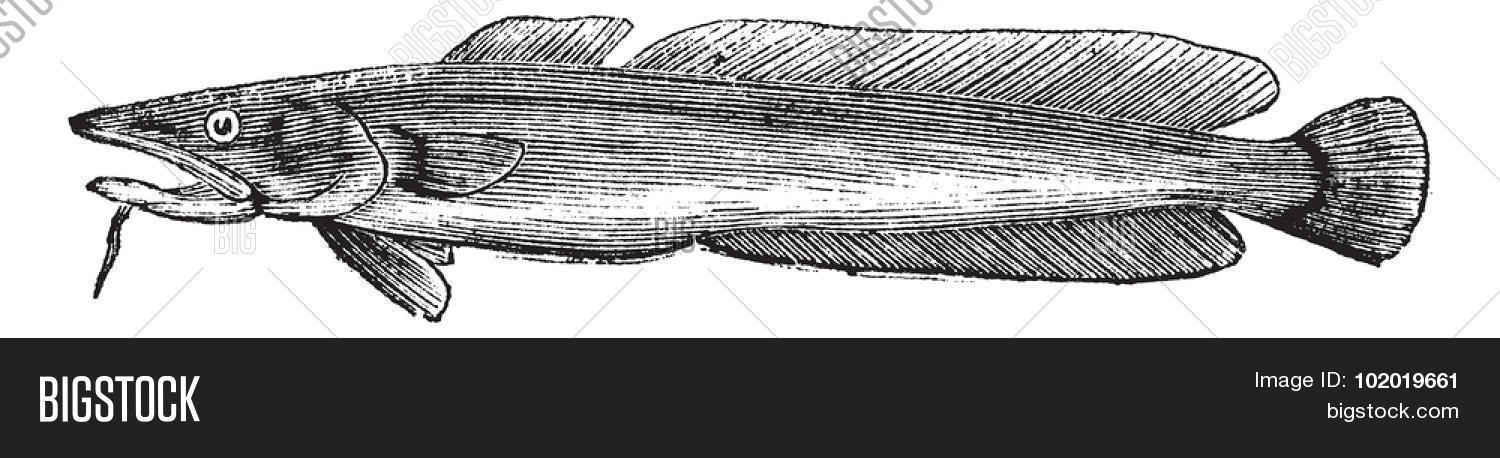 Common Ling Molva Vector & Photo (Free Trial) | Bigstock