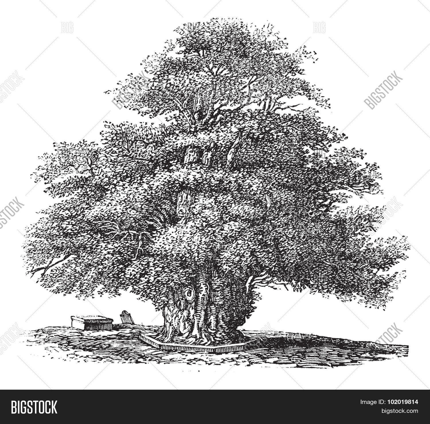 Yew Tree Taxus Vector & Photo (Free Trial) | Bigstock