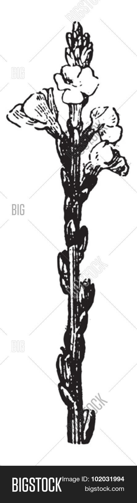 Common Vervain Vector & Photo (Free Trial) | Bigstock