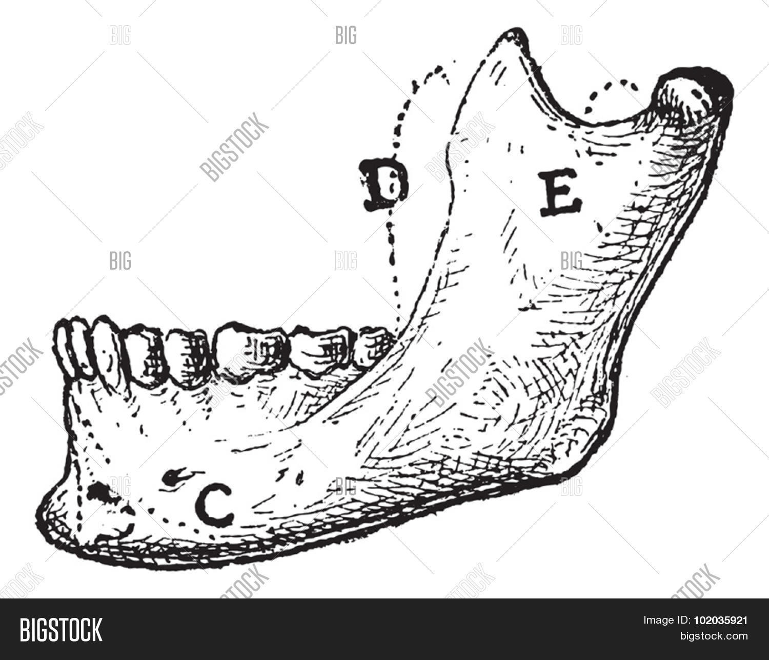 Human Mandible, Vector & Photo (Free Trial) | Bigstock