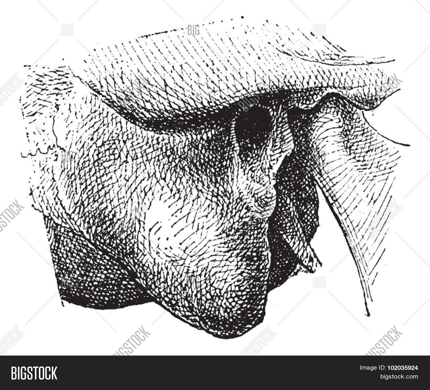 Human Mastoid Process Vector & Photo (Free Trial) | Bigstock