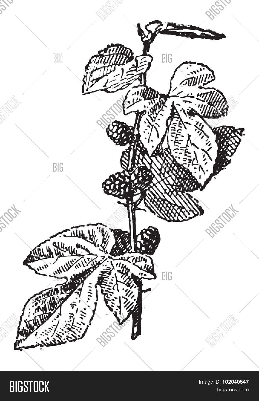 Mulberry Morus Sp., Vector & Photo (Free Trial) | Bigstock